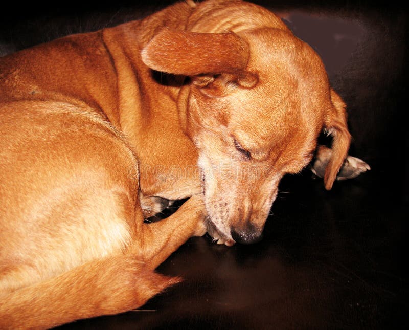 A sad dog stock image. Image of domestic, sleeping, labrador - 144855