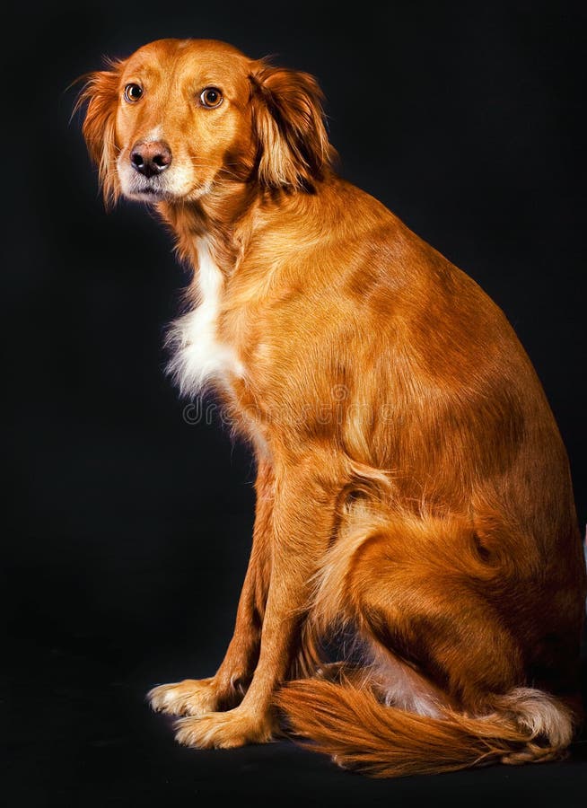 Sad dog stock image. Image of canine, cute, mournful - 16230797