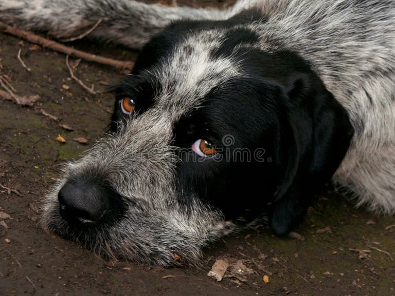 Sad dog. stock image. Image of expression, true, canine - 18083773