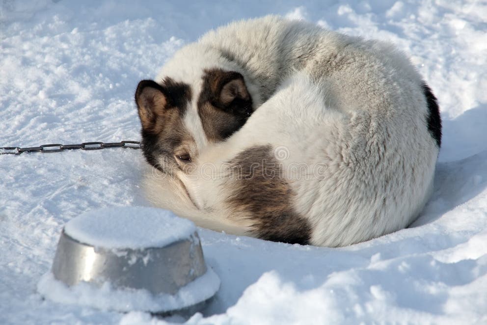 Sad dog stock photo. Image of samoyed, eskimo, close - 18765742