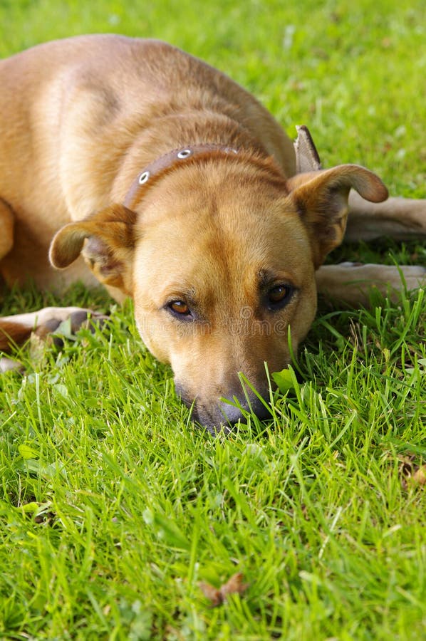 Sad dog stock image. Image of sadness, thinking, sentimental - 21089209