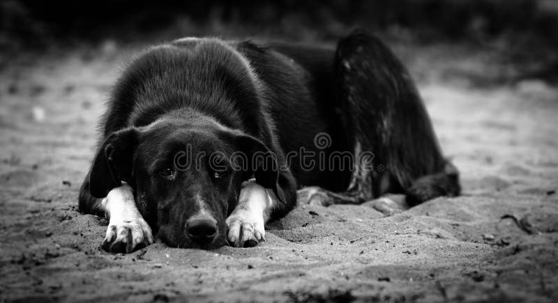 Sad dog stock image. Image of hungry, good, animal, lying - 23133837