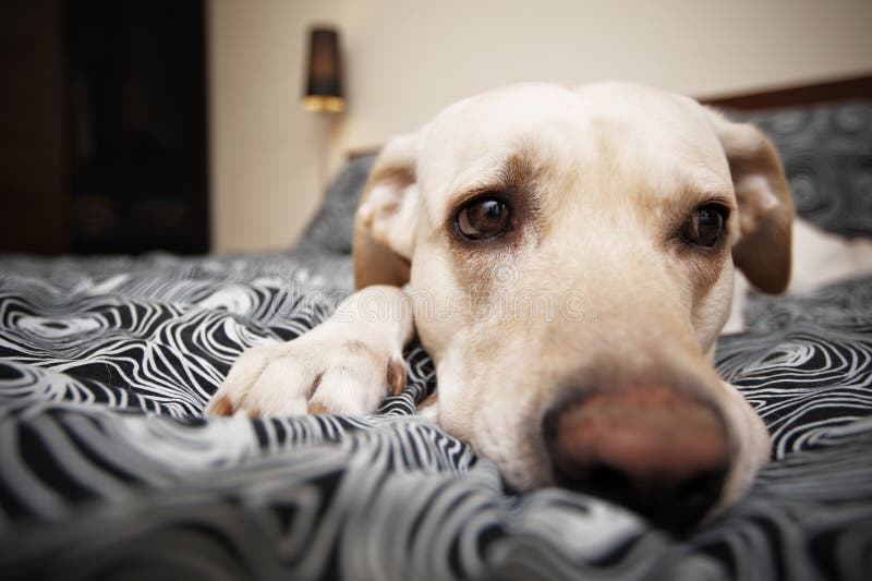 Greyhound Lying and Resting on a Chair. Stock Photo - Image of settee ...