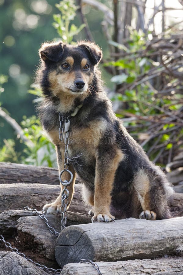 Sad dog stock image. Image of loneliness, mongrel, alone - 26936765
