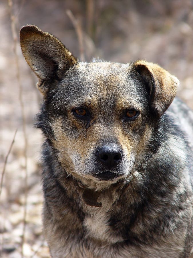 Sad dog stock photo. Image of hungry, pretty, veterinary - 2797868