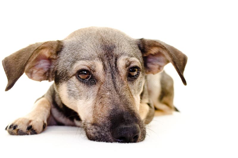 Sad dog stock image. Image of thinking, lying, contemplation - 29336357
