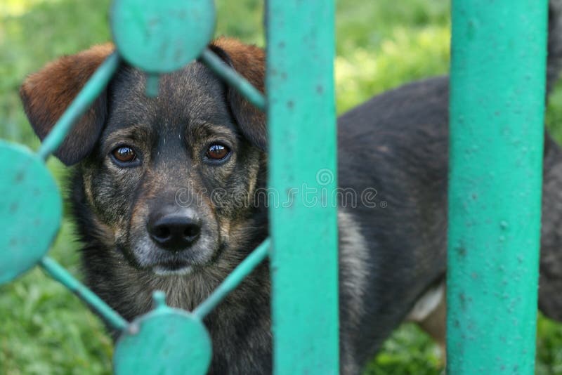 Sad dog stock image. Image of loneliness, emotions, nice - 3653203