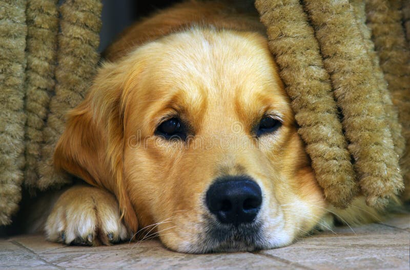 Sad dog stock photo. Image of gold, cute, scene, pets - 3757348