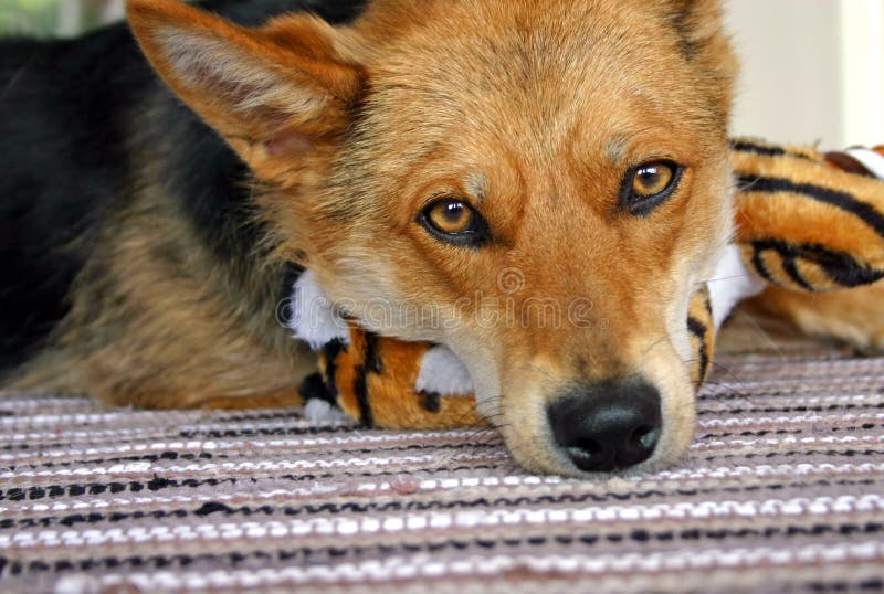 Sad Dog stock photo. Image of mixed, grieved, look, stripes - 735432