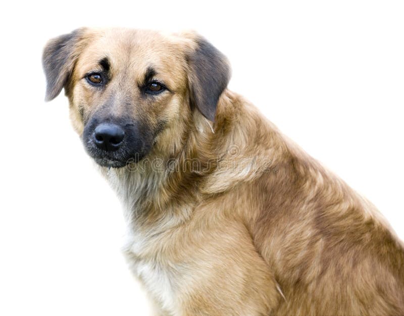 Sad dog stock image. Image of pedigreed, curiosity, pedigree - 8181749