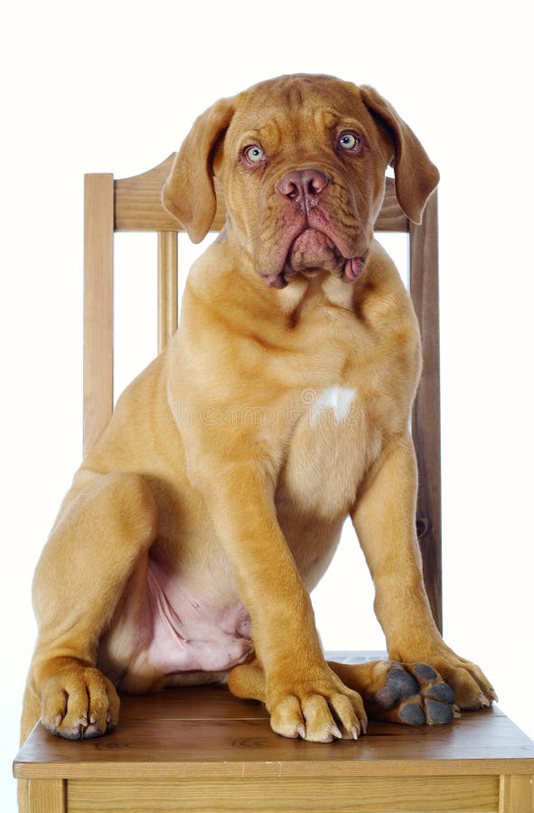 Sad dog stock image. Image of friendly, breed, dogs, face - 969675