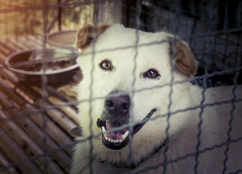 Sad dog in a cage stock photo. Image of domestic, eyes - 36823558