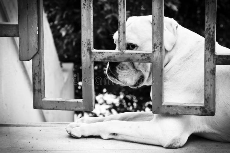 Sad Dog Behind Iron Gate stock image. Image of gate, bars - 23334655