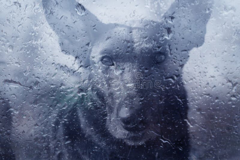 341 Sad Wet Dog Rain Stock Photos - Free & Royalty-Free Stock Photos ...