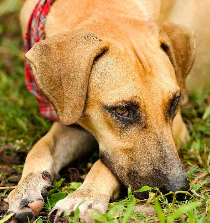Sad Dog stock image. Image of pets, cage, depressed - 215162893