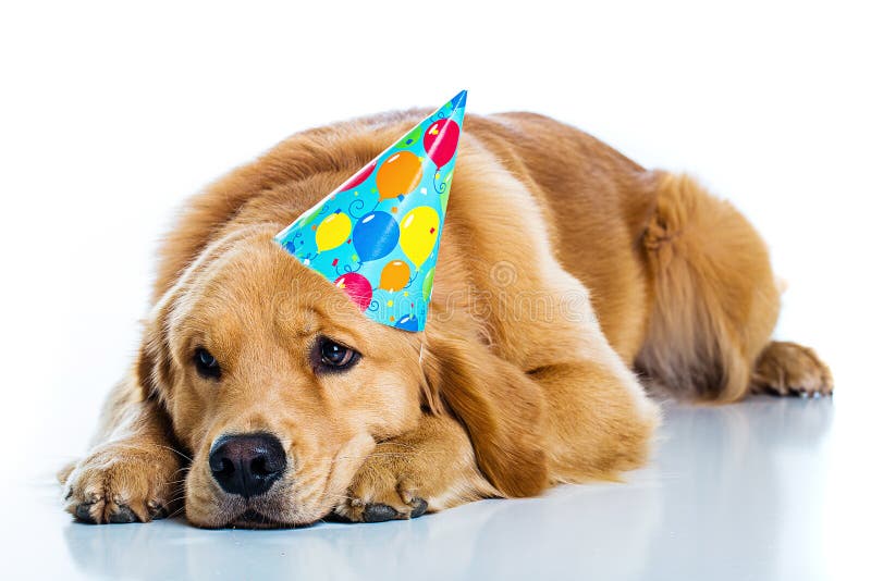 Sad Dog at a Birthday Party Stock Photo - Image of animal, pretty: 26641322