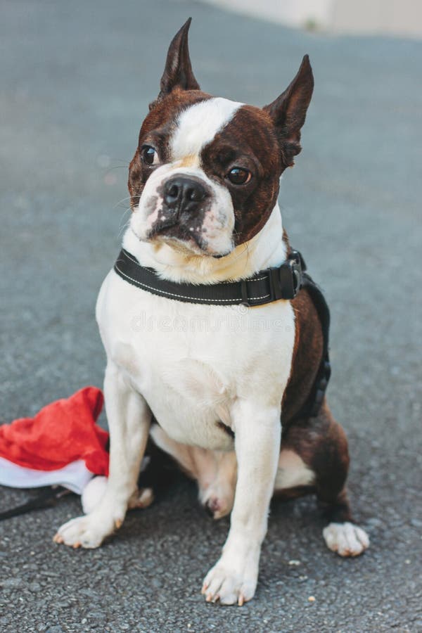 Sad Dog Boston Terrier Sitting on the Pavement Stock Photo - Image of ...