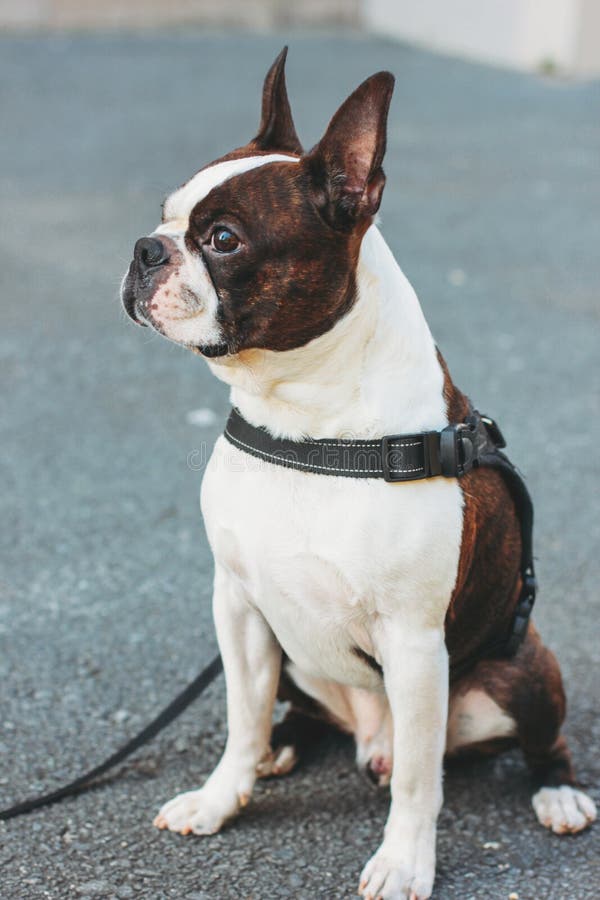 Sad Dog Boston Terrier Sitting on the Pavement Stock Photo - Image of ...
