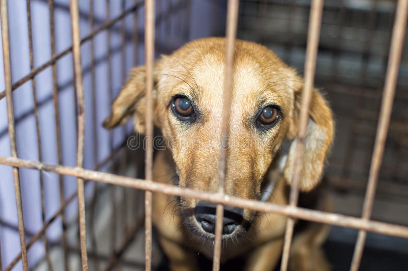 Sad Dog Cage Stock Images - Download 3,149 Royalty Free Photos
