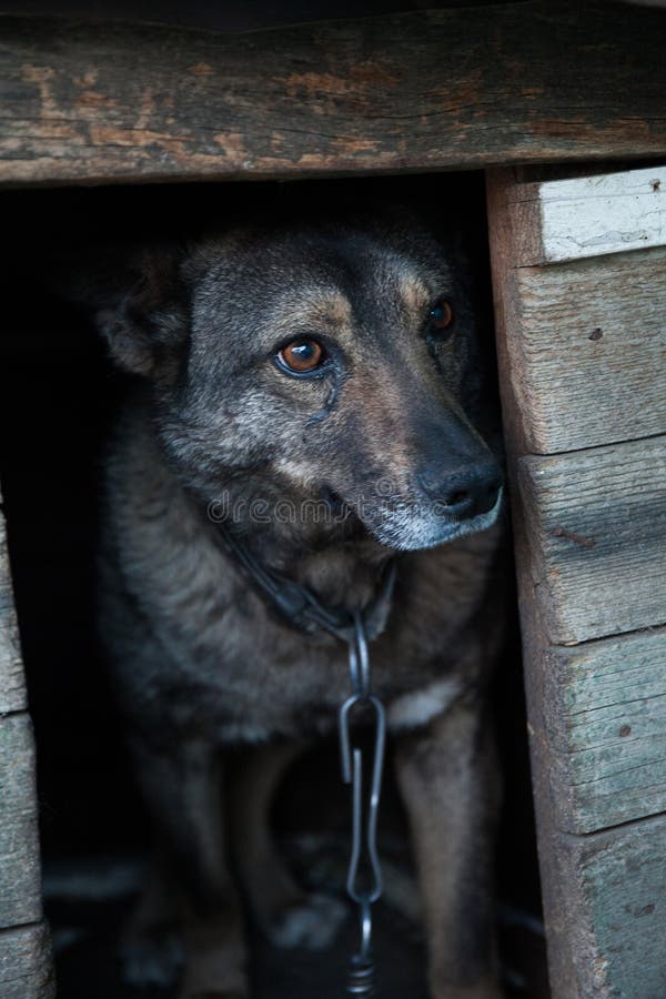 Sad Dog on a Chain in a Wooden Box Stock Image - Image of domestic ...