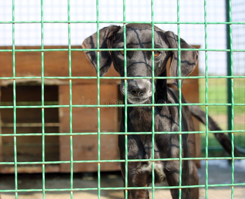 Sad dog stock image. Image of cage, adorable, cute, standing - 77044187