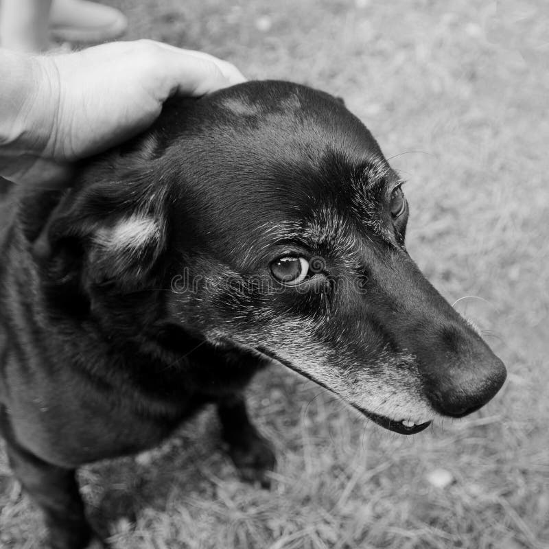 Dog Expressive Eyes Walk Stock Photos - Free & Royalty-Free Stock ...