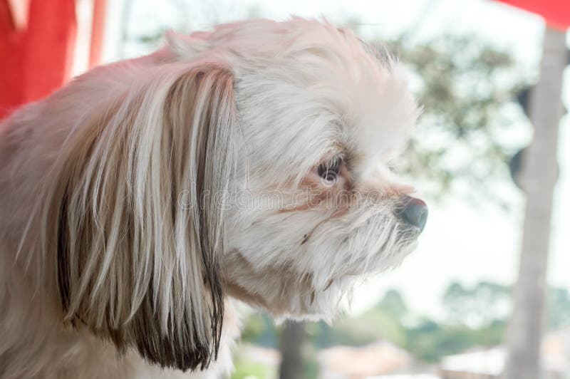 Sad Dog with Different Expressions, Copy Space and Natural Light Stock ...