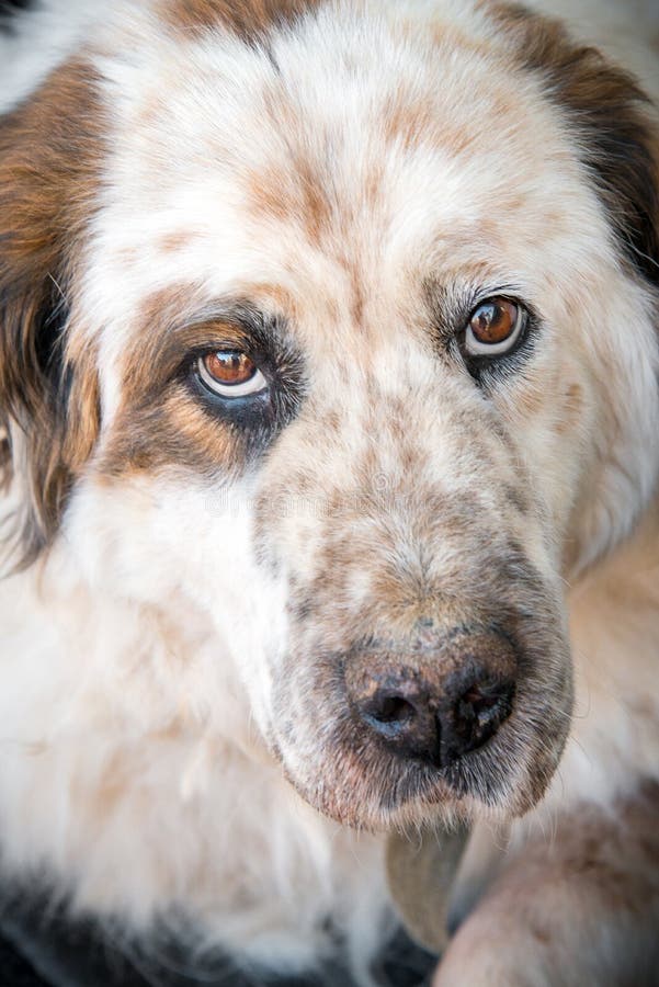 Sad dog eyes stock image. Image of portrait, mixed, eyes - 245040063