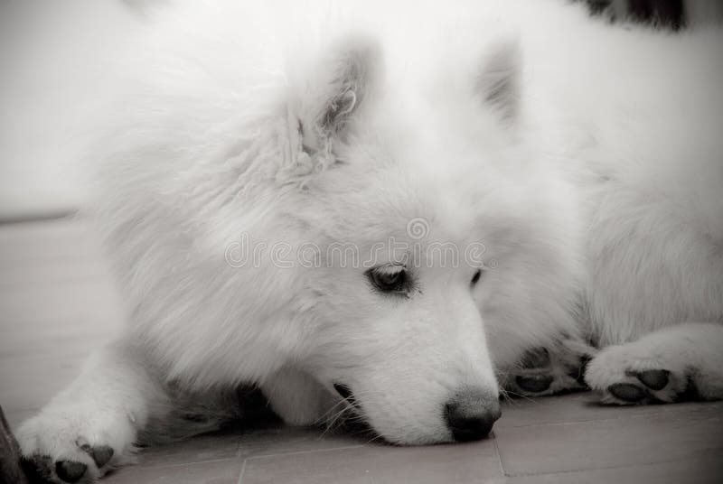 White Samoyed. stock photo. Image of balcony, house - 199664262