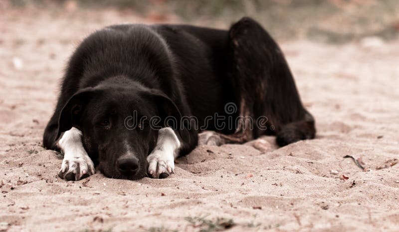 Sad dog on the ground stock photo. Image of animals, eyes - 23133834