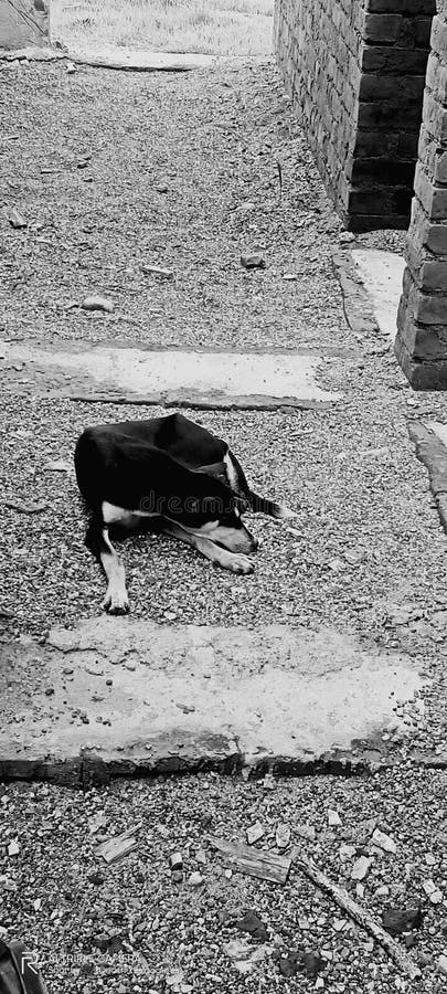 House Side Pat Dog Stock Photos - Free & Royalty-Free Stock Photos from ...