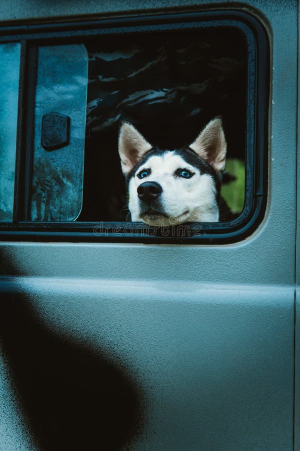 Sad Dog Husky Looks Out of the Window while Sitting in the Car Stock ...