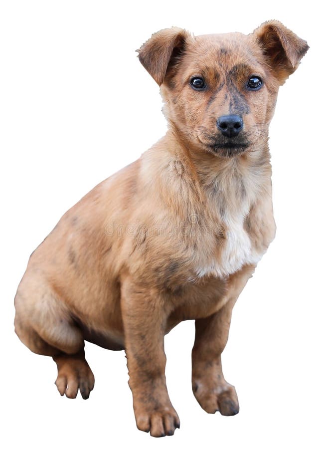 Sad Dog, Isolation on White Background Stock Image - Image of look ...