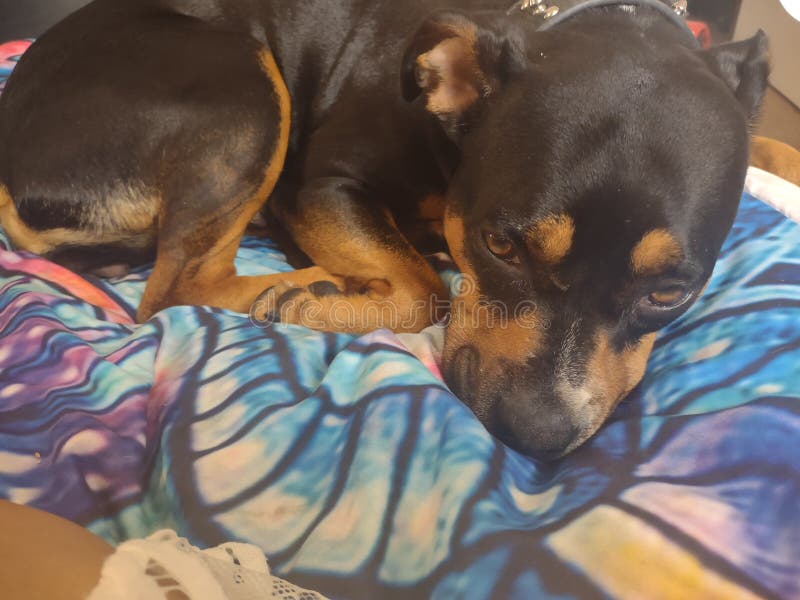 Bed Doberman Pincher Stock Photos - Free & Royalty-Free Stock Photos ...