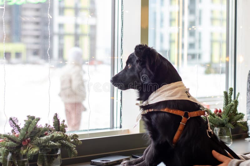 1,879 Looking Out Searching Stock Photos - Free & Royalty-Free Stock ...