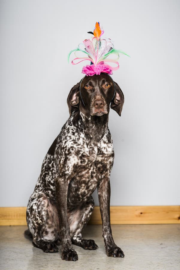Sad dog stock image. Image of pets, mammal, humor, pointer - 37582925