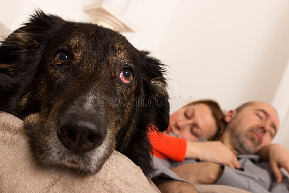 A sad dog stock image. Image of hangdog, women, alone - 54207457