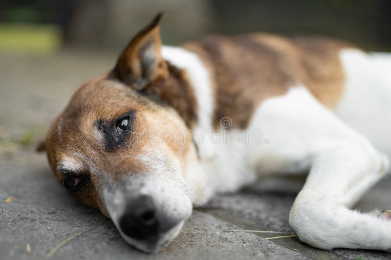A Sad Dog is Lying Down Outdoors Stock Image - Image of relaxation, lazy: 307308751