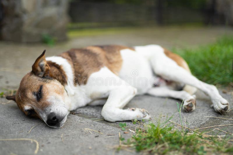 A Sad Dog is Lying Down Outdoors Stock Image - Image of sleeping, face: 307308755