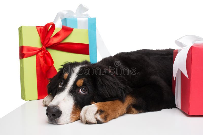 Sad Dog Lying Near Present Boxes Stock Photo - Image of birthday, pets ...