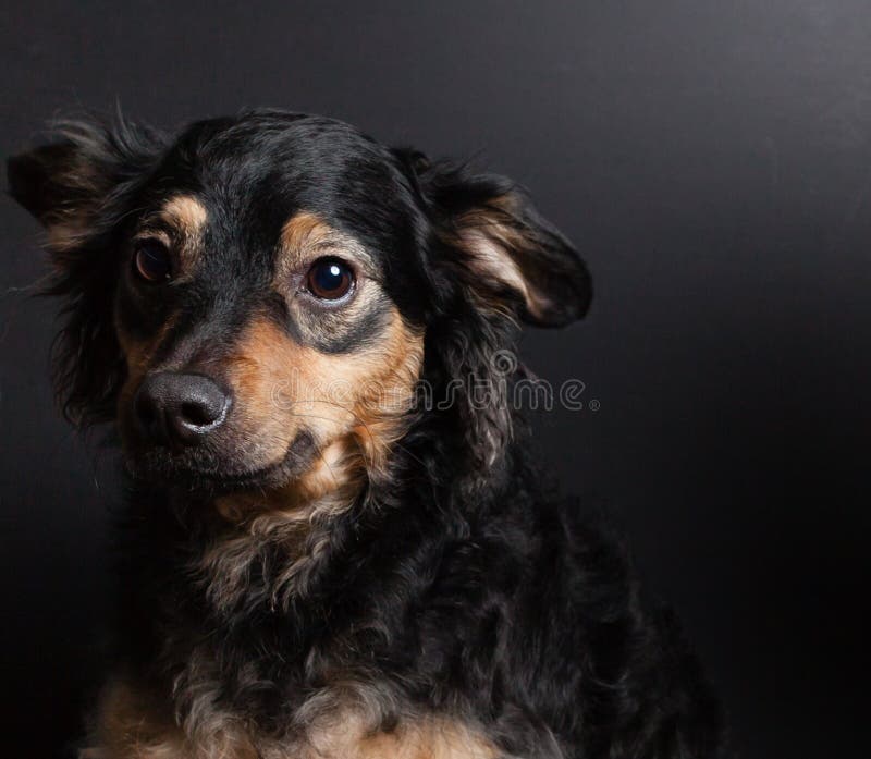 103 Smiling Mutt Dogs Stock Photos - Free & Royalty-Free Stock Photos ...