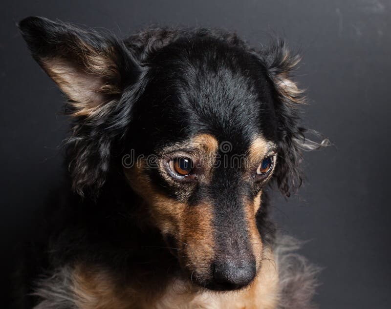 103 Smiling Mutt Dogs Stock Photos - Free & Royalty-Free Stock Photos ...