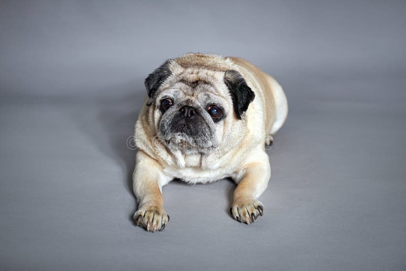 Sad Dog Mops Pug Lying on the Floor Stock Photo - Image of meeting ...
