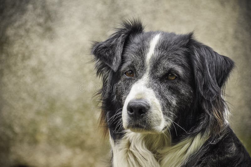587 Sad Border Collie Stock Photos - Free & Royalty-Free Stock Photos ...