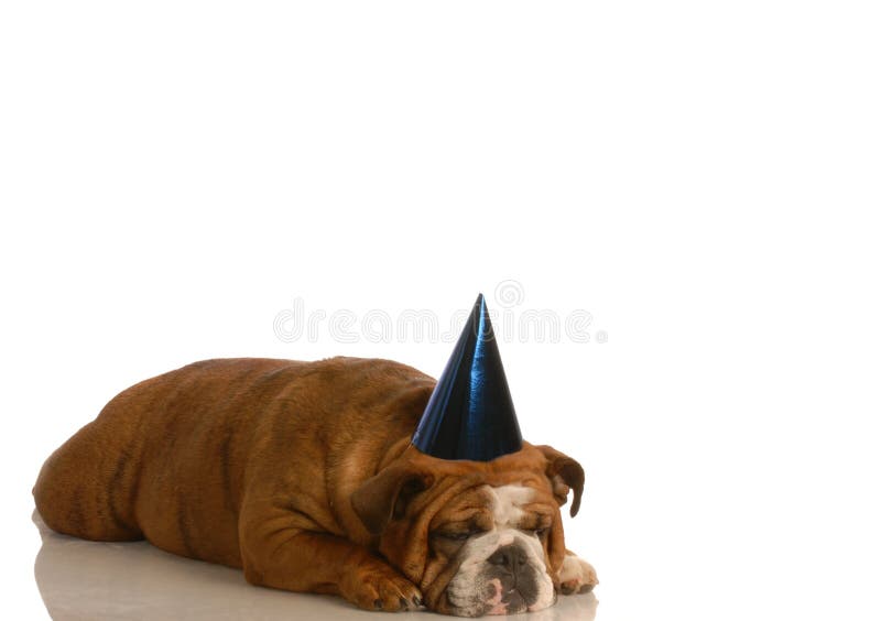 Sad dog at party stock image. Image of mammal, adorable - 8754709