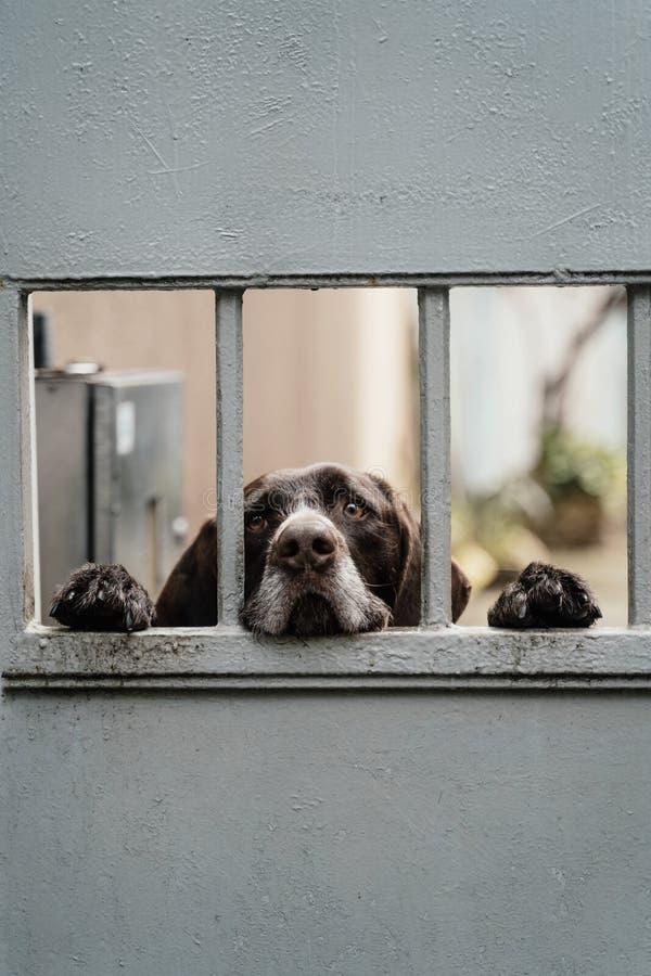 495 Dog Behind Gate Stock Photos - Free & Royalty-Free Stock Photos ...