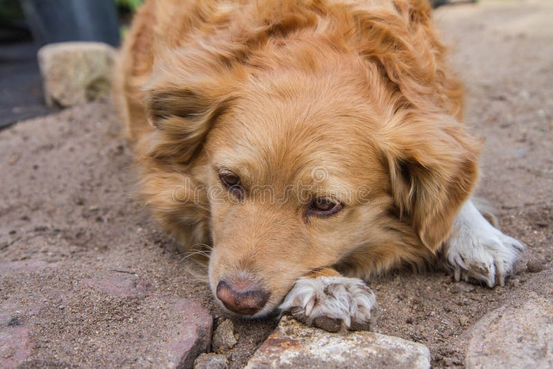 Sad dog stock image. Image of miss, animal, dirt, cute - 145606251