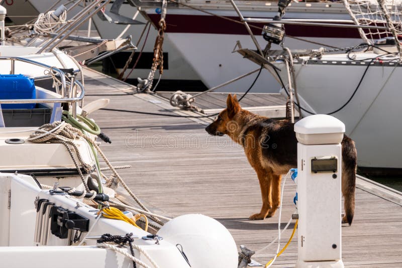 Sad dog shepherd o stock image. Image of jetty, lonely - 278472293