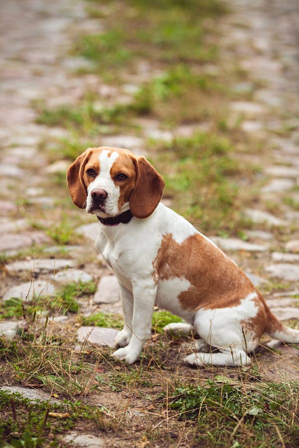 A Sad Dog Sits Alone on the Street Stock Photo - Image of domestic ...