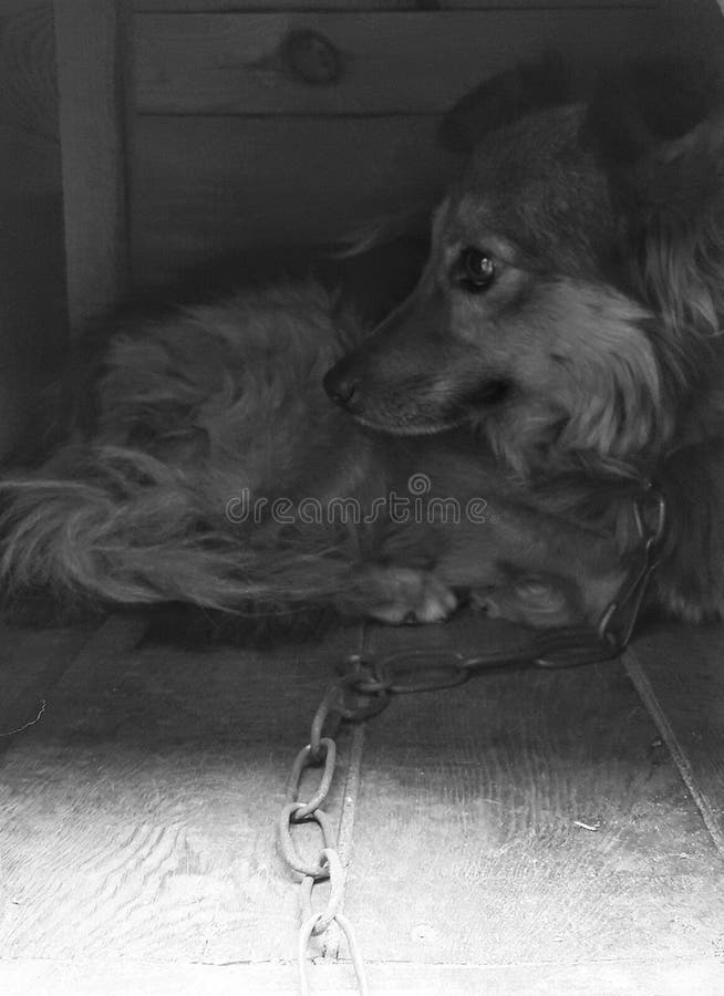 Sad Dog Sits in a Booth All Alone. Pet in a Booth. Stock Image - Image ...
